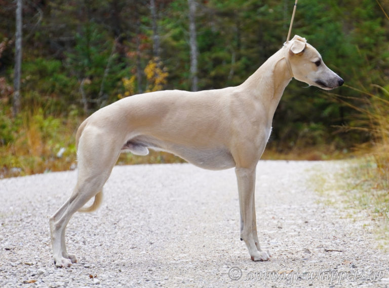 Animagi Indian Flying Fox – Illoy 2,5 Jahre alt – Animagi Whippets