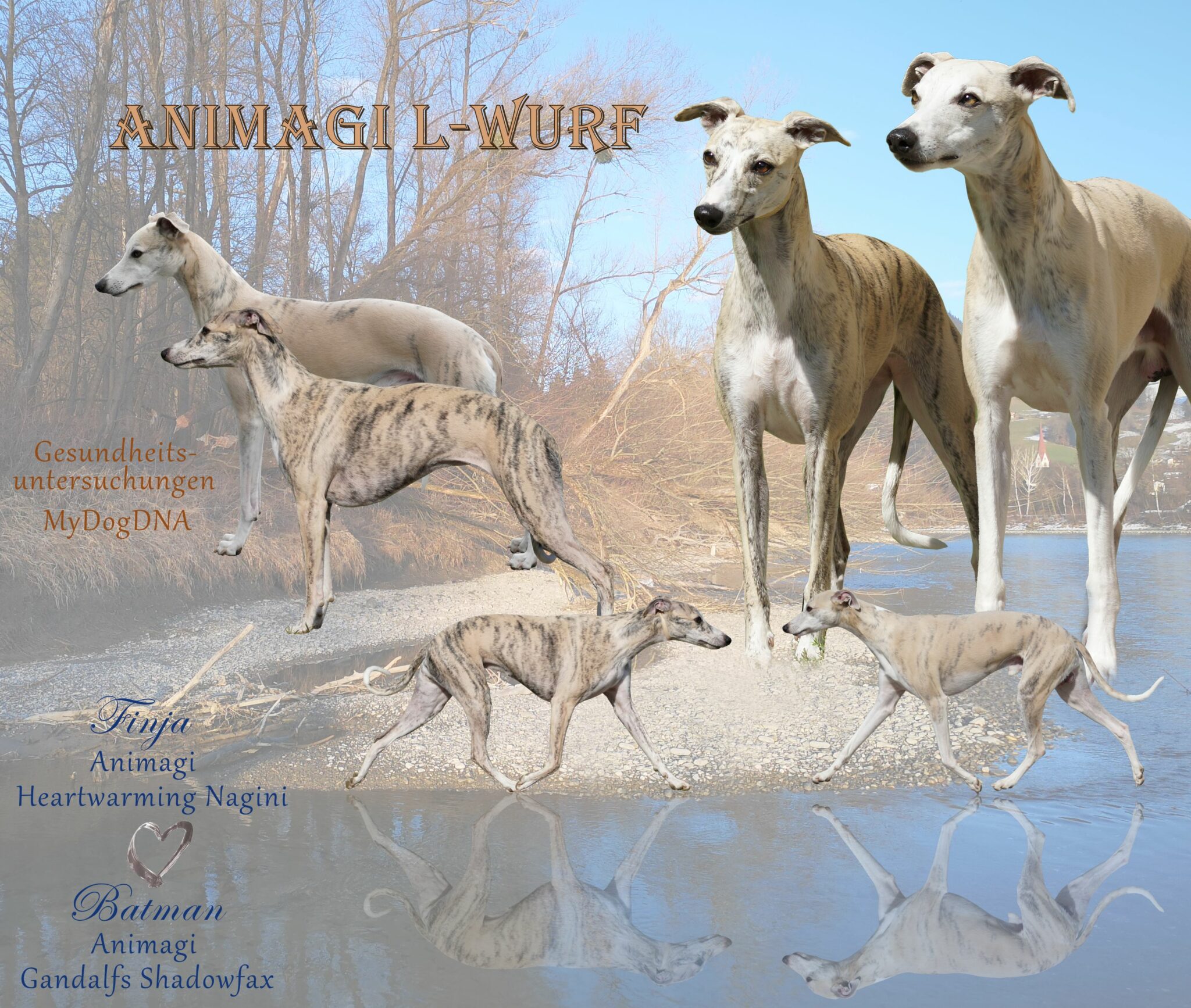 Animagi L-Wurf: Finja & Batman -> Welpen voraussichtlich Ende Juni ...